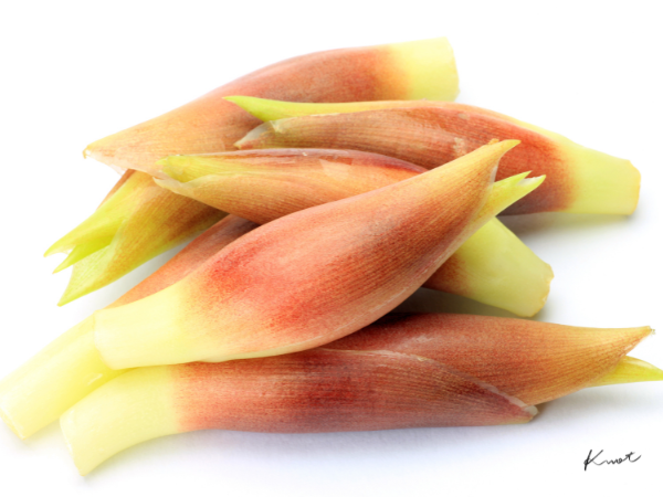 ミョウガ/Myoga – knot-withdog